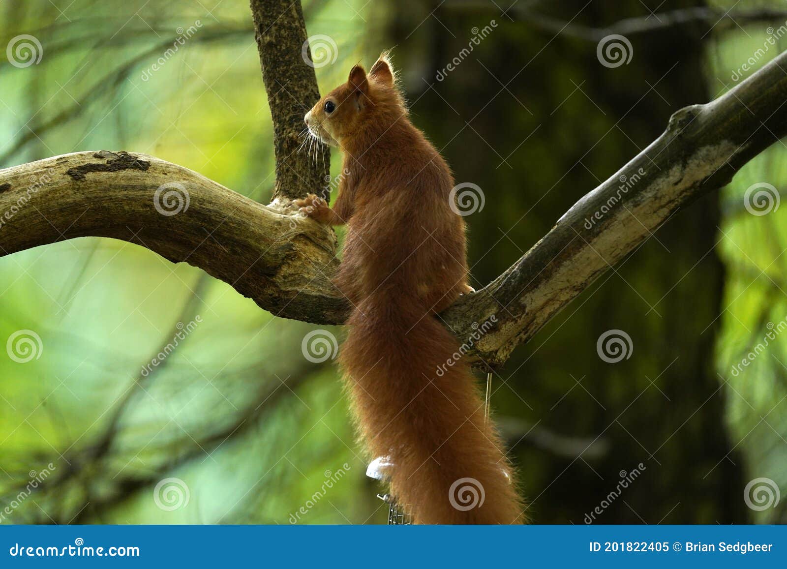 Bright Red Squirrel Climbing Up a Tree in the Forest Stock Image ...