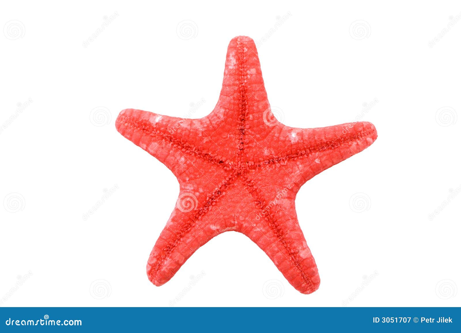 Red Starfish Set. Isolated On A White Background. In The Front And In ...
