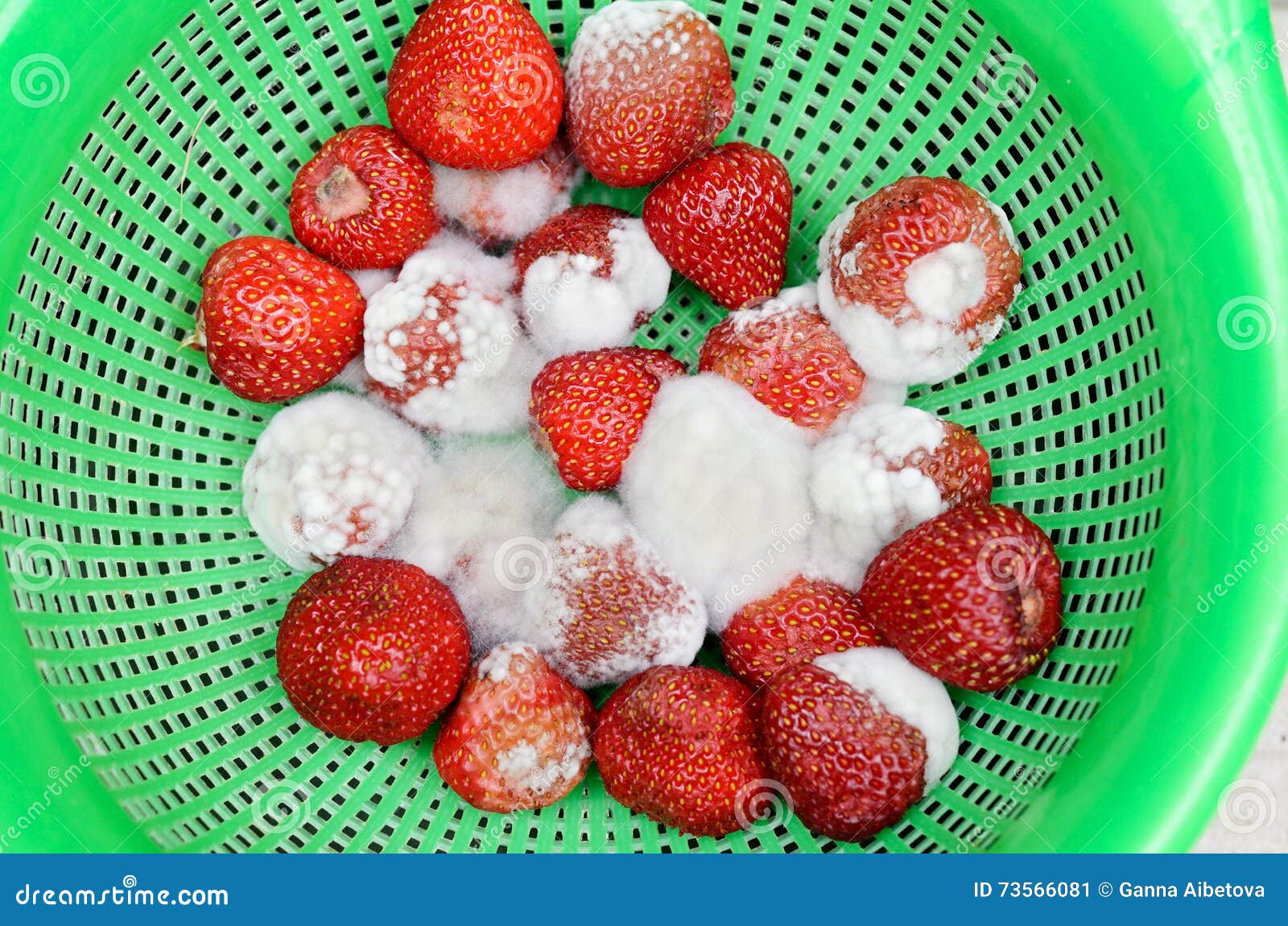 Bright, Red Strawberries Covered by White Mold. Spoiled Berries Stock ...