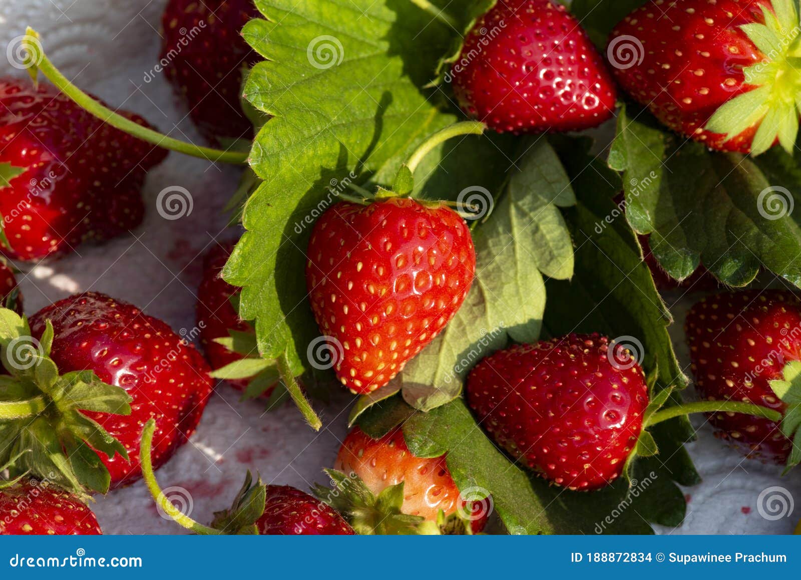 Bright Red Strawberry Collected, from Fresh Gardens Stock Photo - Image ...