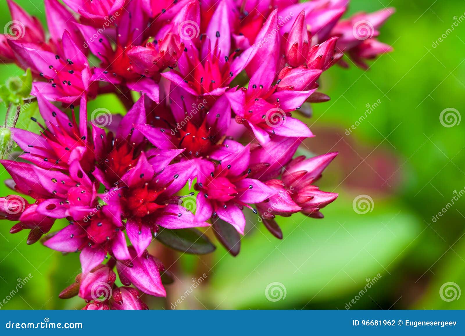 Bright Red Summer Flower, Natural Background Stock Photo - Image of ...