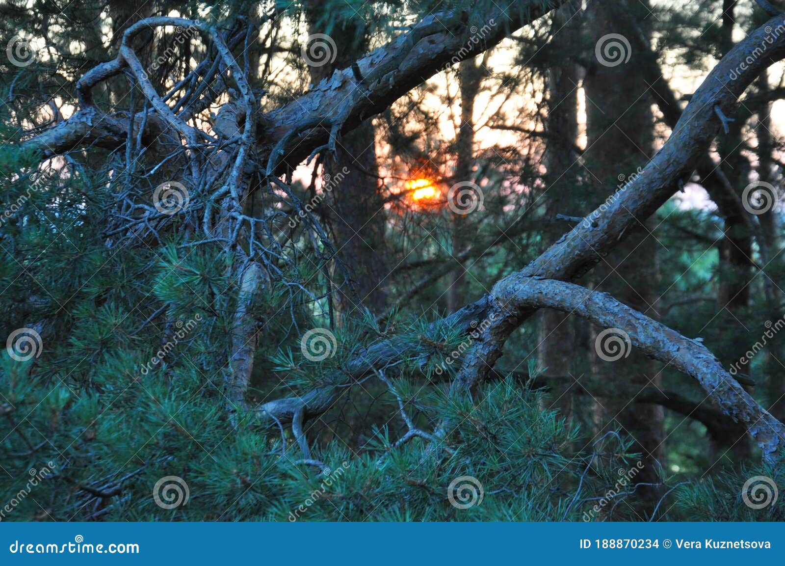 Sunset through the pines stock photo. Image of spring - 188870234