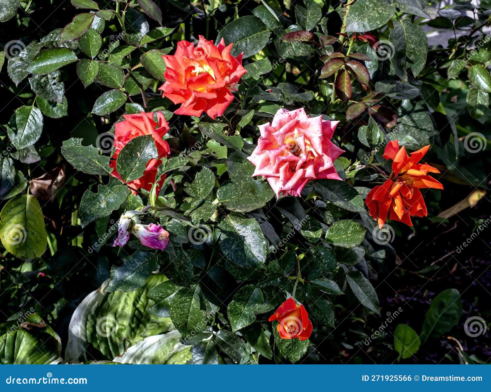 Bright Red Tea Roses on a Bush Stock Photo - Image of romantic, leaf ...