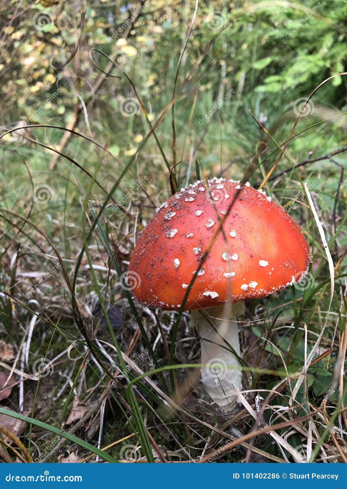 Toadstool 1 stock photo. Image of bright, agaricomycetes - 101402286