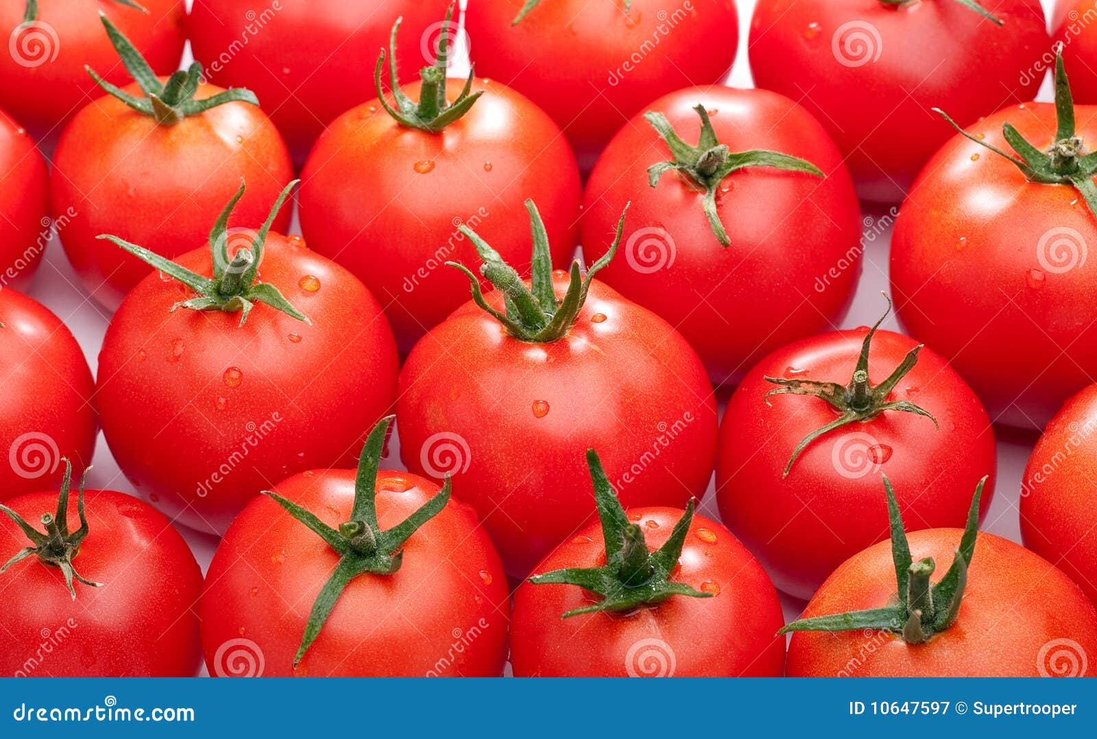 Bright red tomatoes stock image. Image of branch, round - 10647597