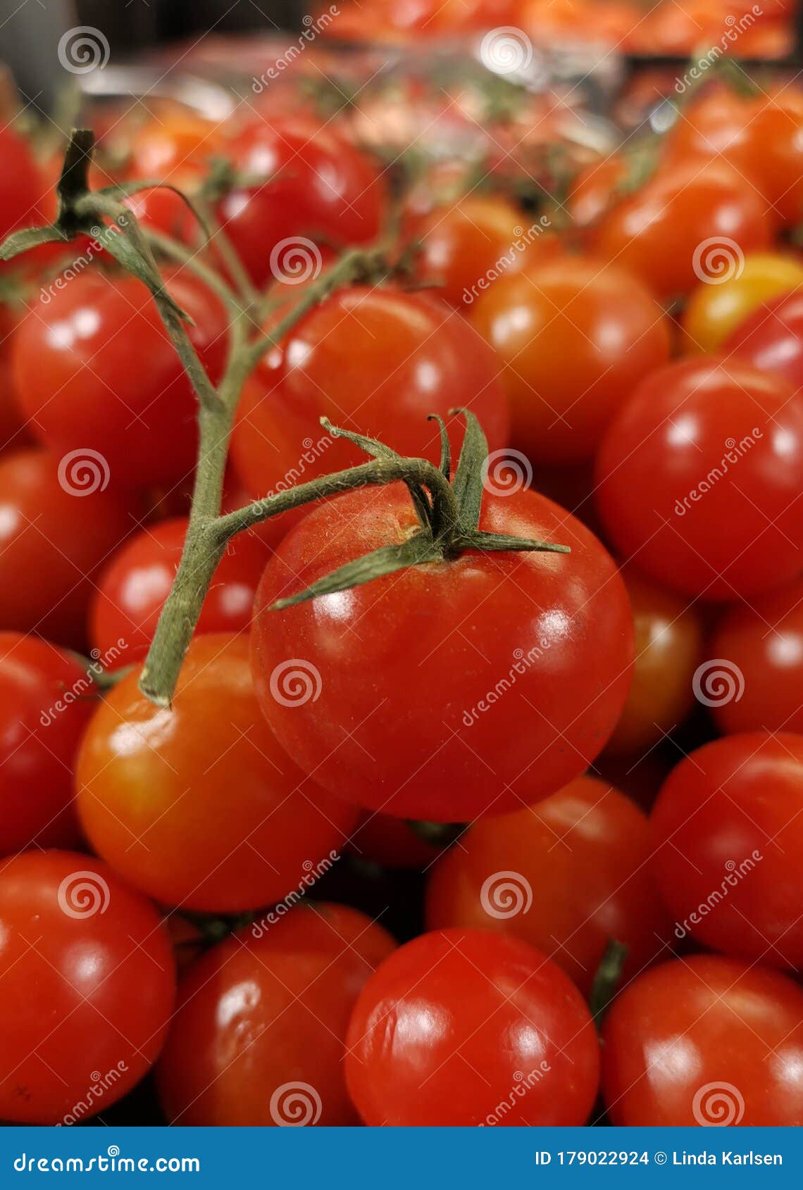 Bright red tomatoes stock photo. Image of berry, tomato - 179022924