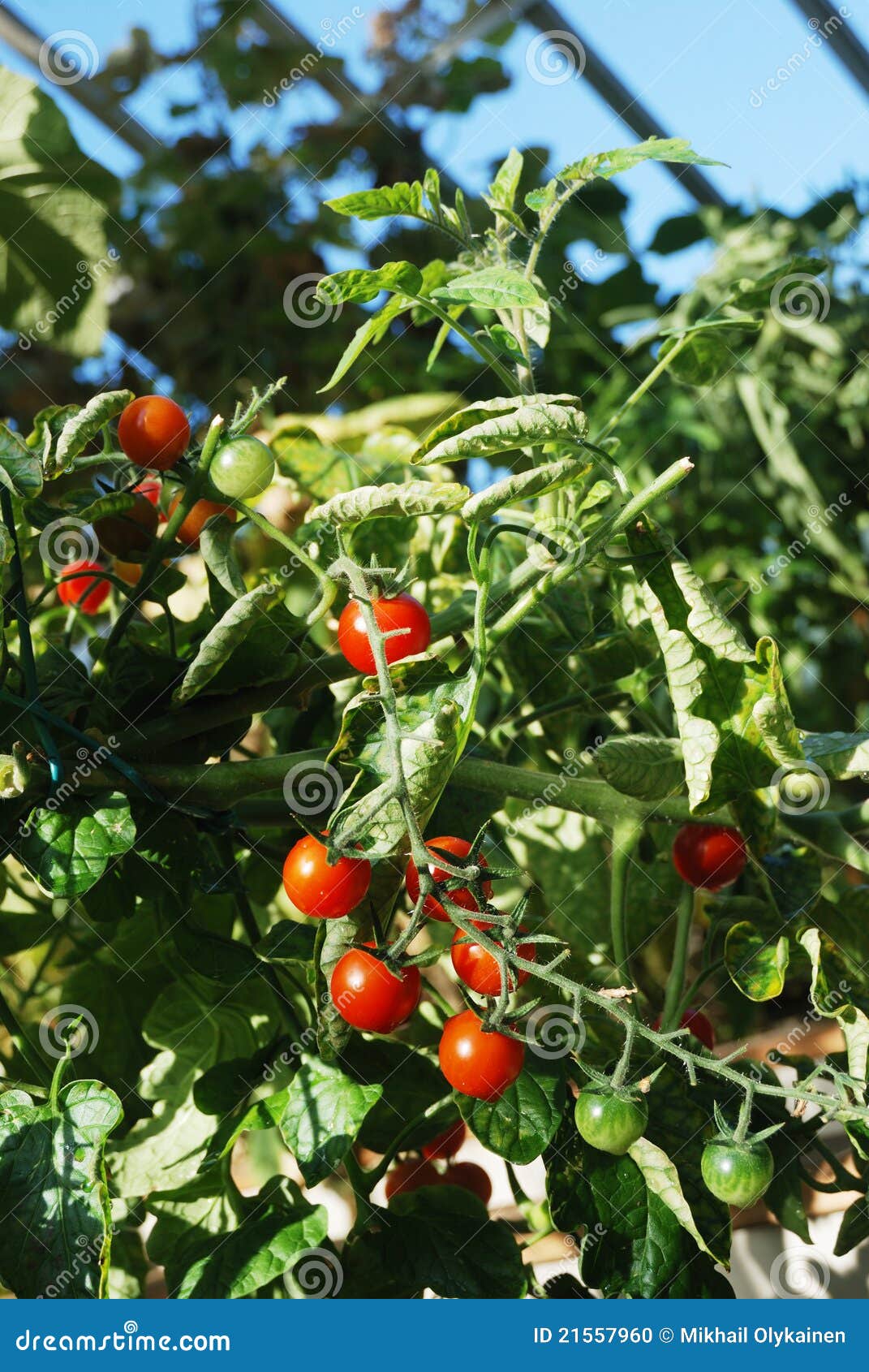 Bright red tomatoes stock photo. Image of antioxidant - 21557960