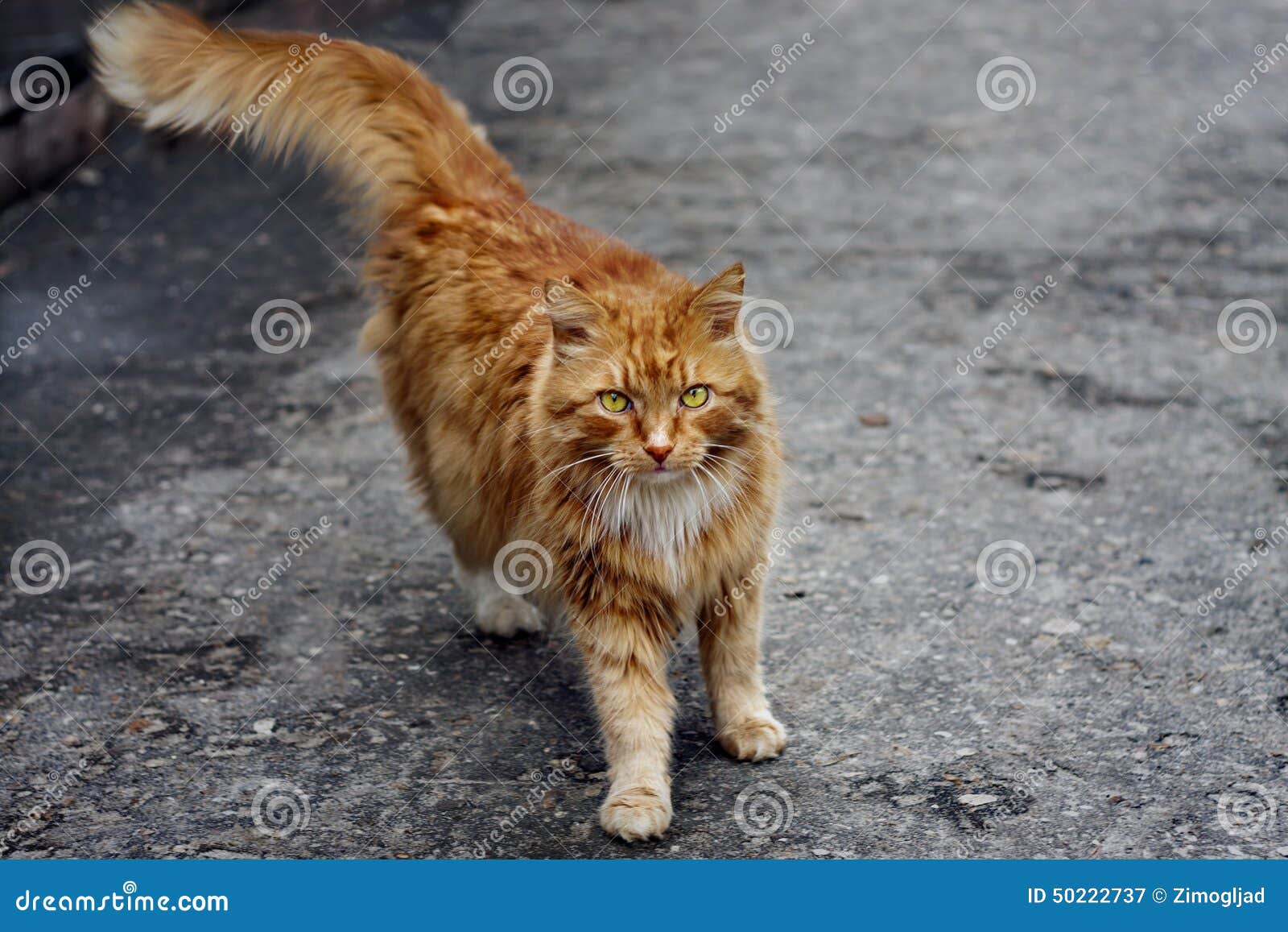 Bright red tomcat. stock image. Image of street, animals - 50222737