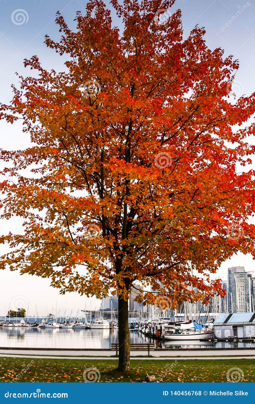 Bright red tree in autumn stock photo. Image of nature - 140456768