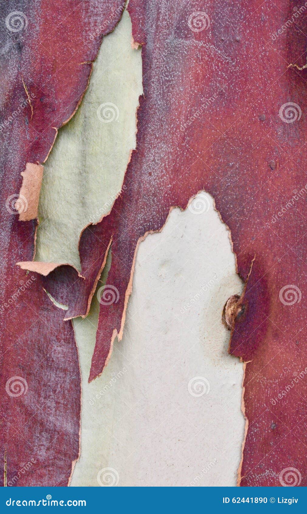 Bright Red Tree Bark: Peeling Stock Photo - Image of background ...