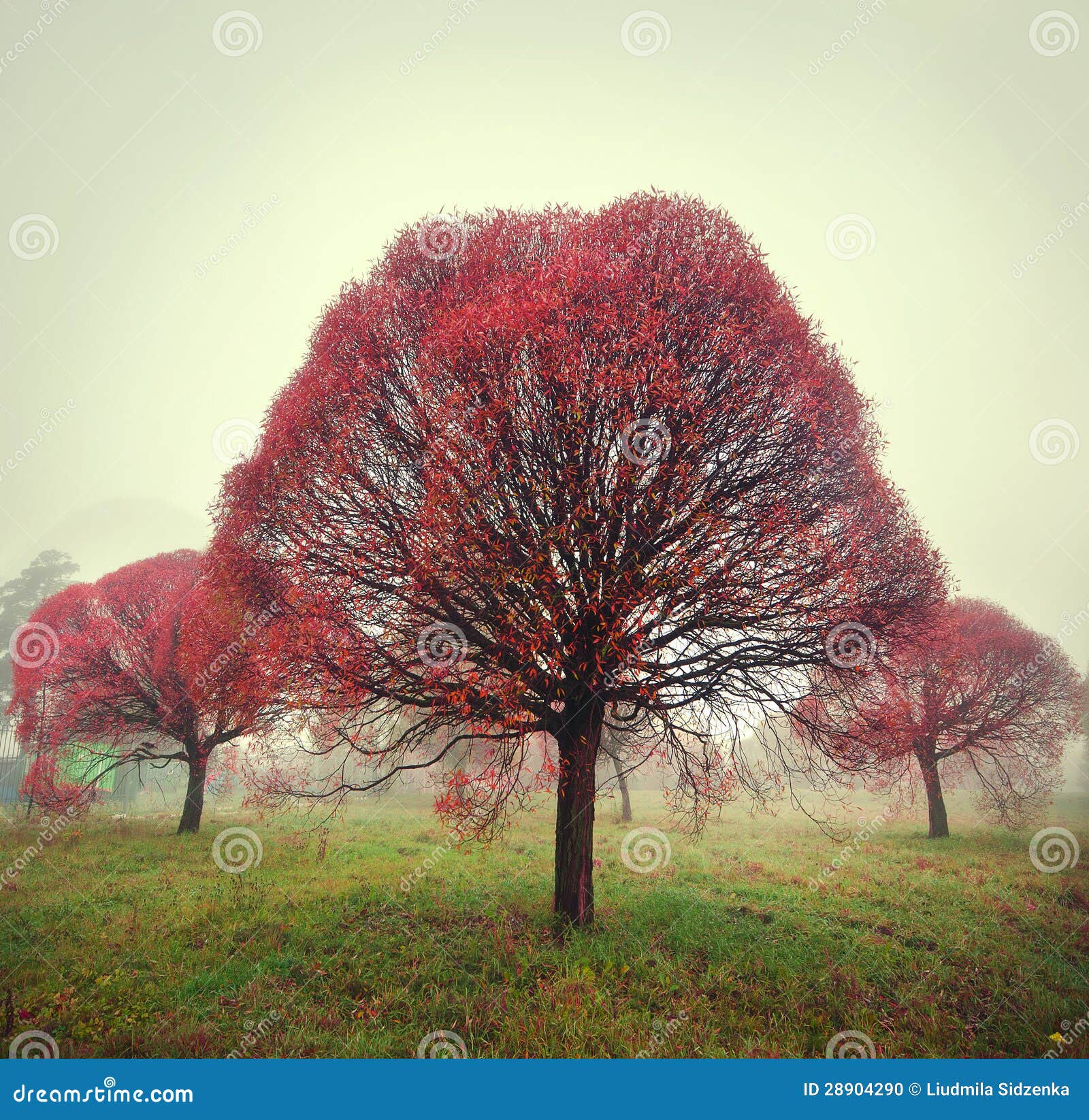 Bright Red Tree Stands in the Fog in Autumn Stock Photo - Image of ...