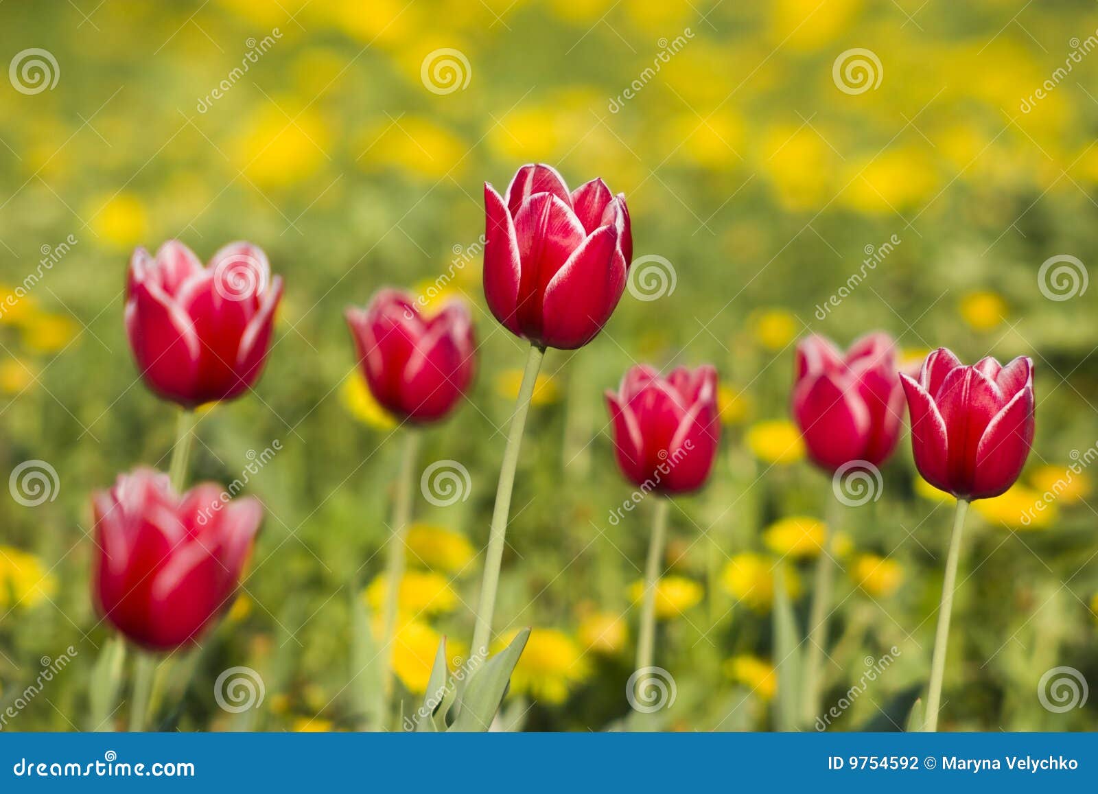 Red Yellow Tulip Borders Stock Photos - Free & Royalty-Free Stock ...
