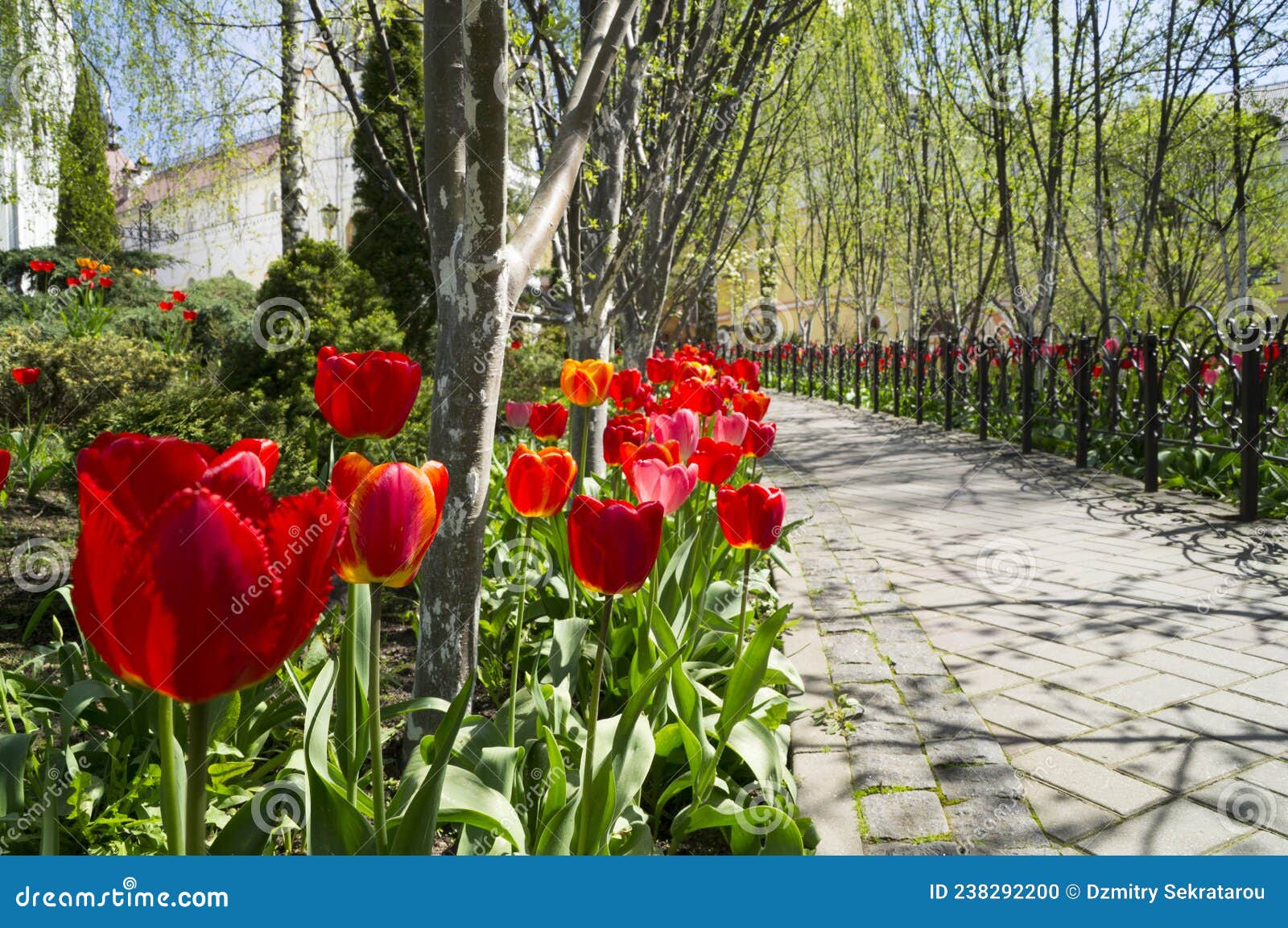 Bright Red Tulips Along the Walkway in the Park Stock Photo - Image of ...