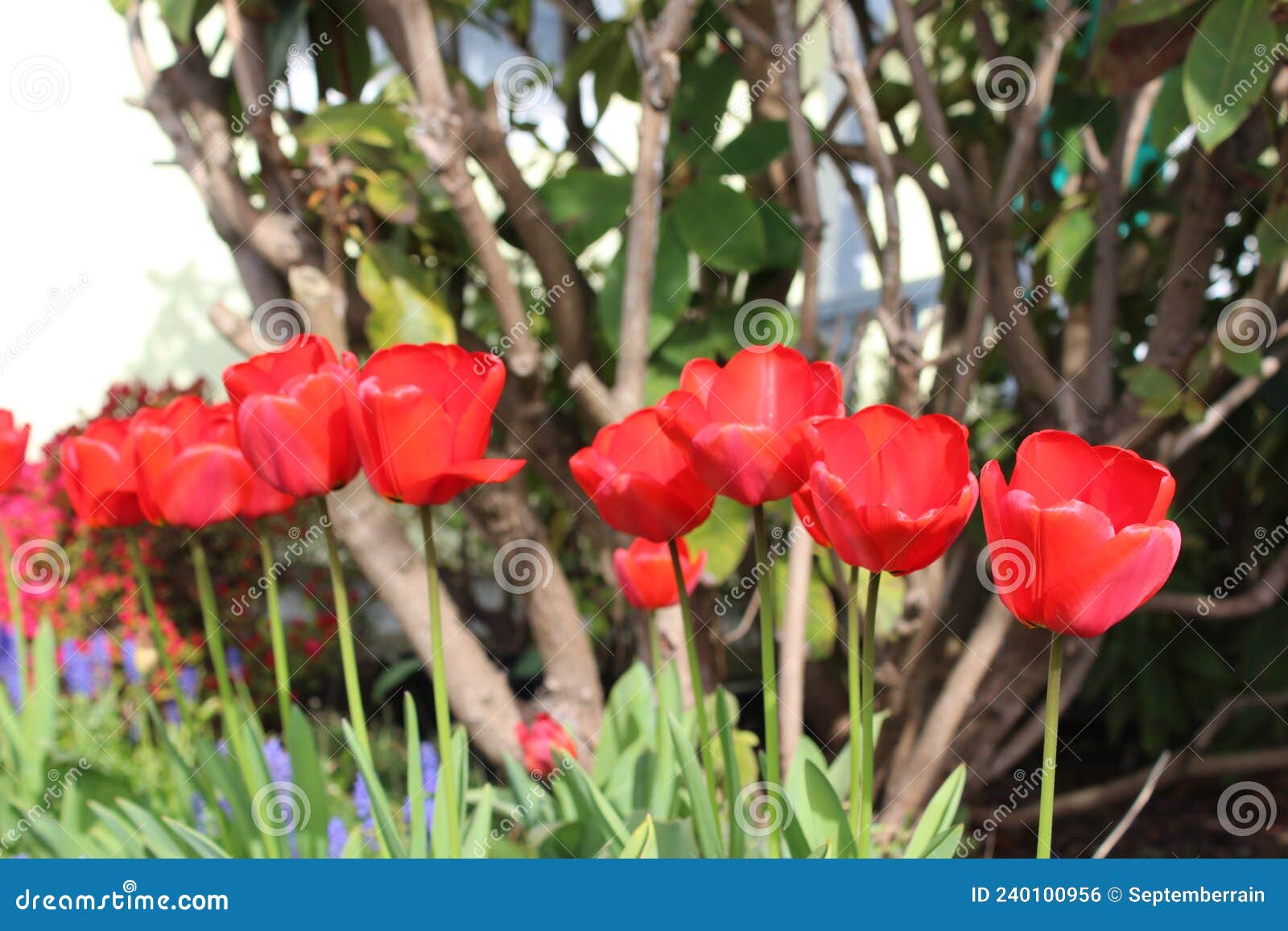 Bright Red Tulips Bloom in a Spring Garden Stock Photo - Image of ...