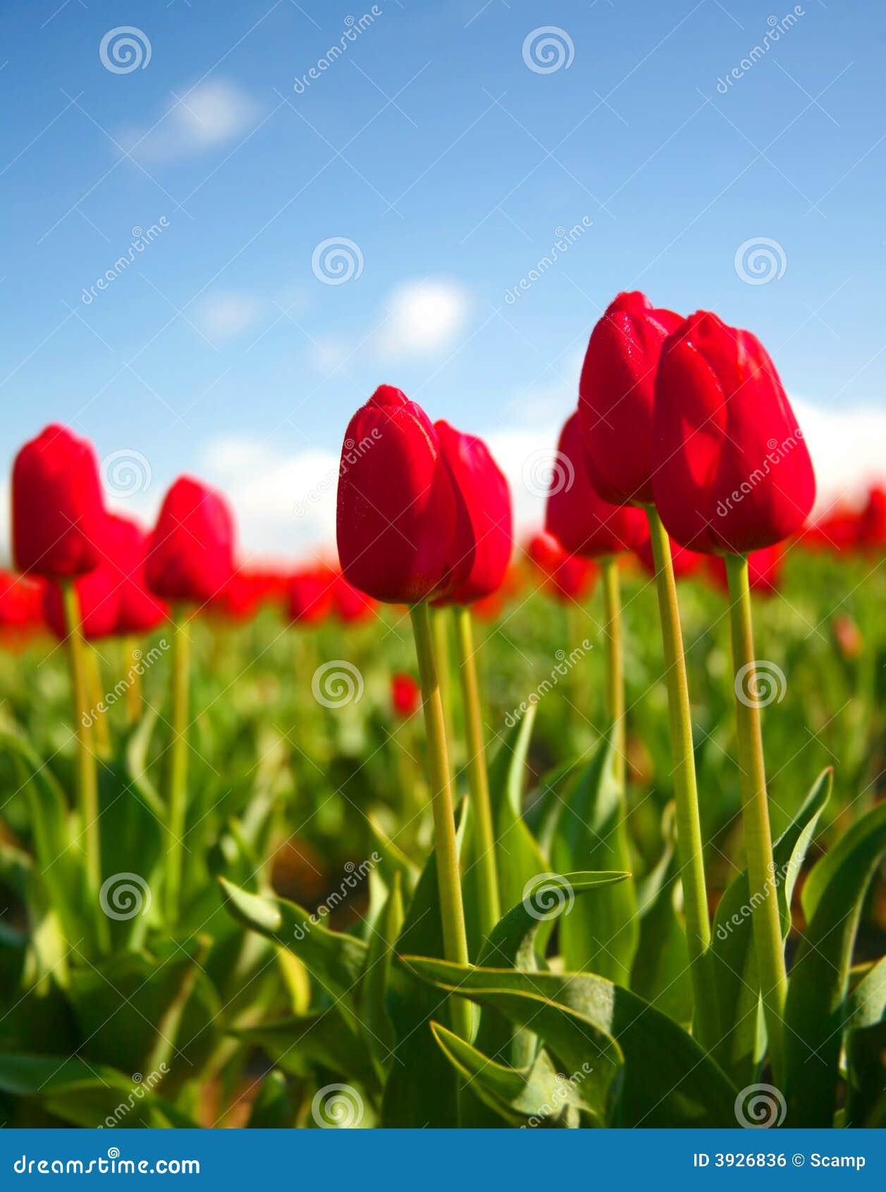 Bright Red Tulips in Spring Stock Photo - Image of tulip, field: 3926836