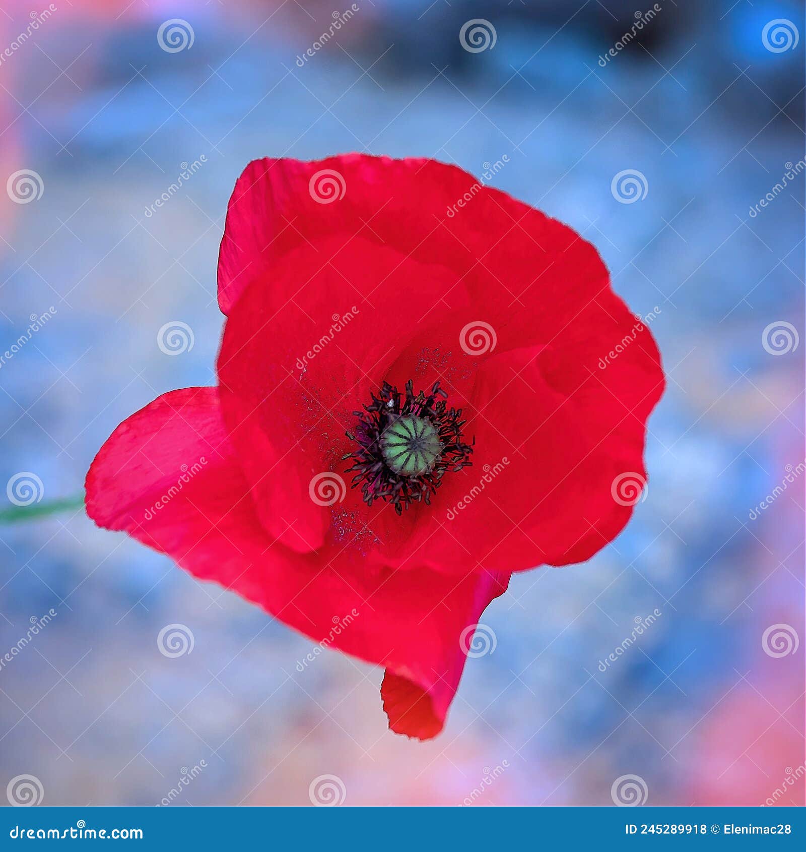 Poopy. Isolated. stock photo. Image of color, meadow - 245289918