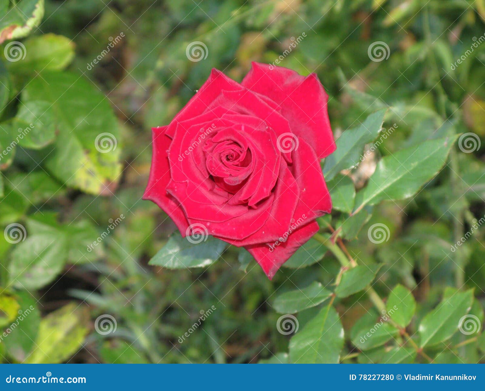 Bright red velvet rose stock photo. Image of petals, autumn - 78227280