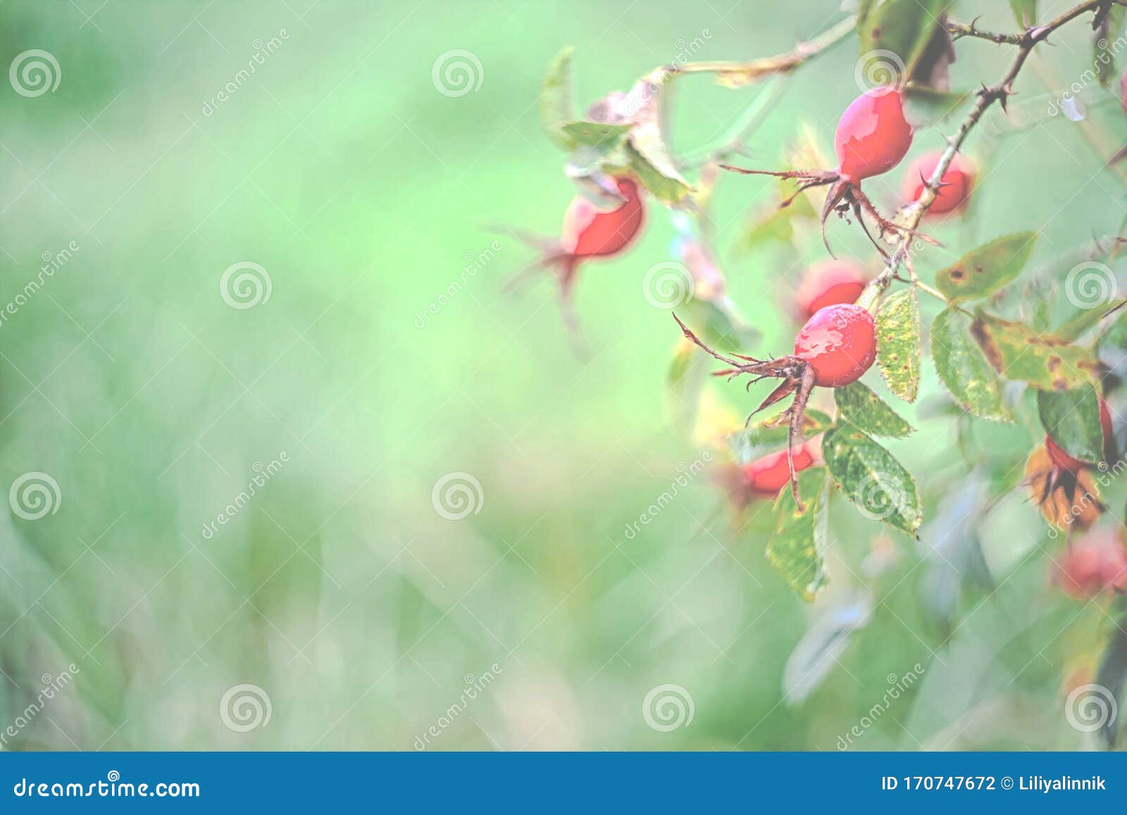 Bright red wild rose fruit stock photo. Image of food - 170747672