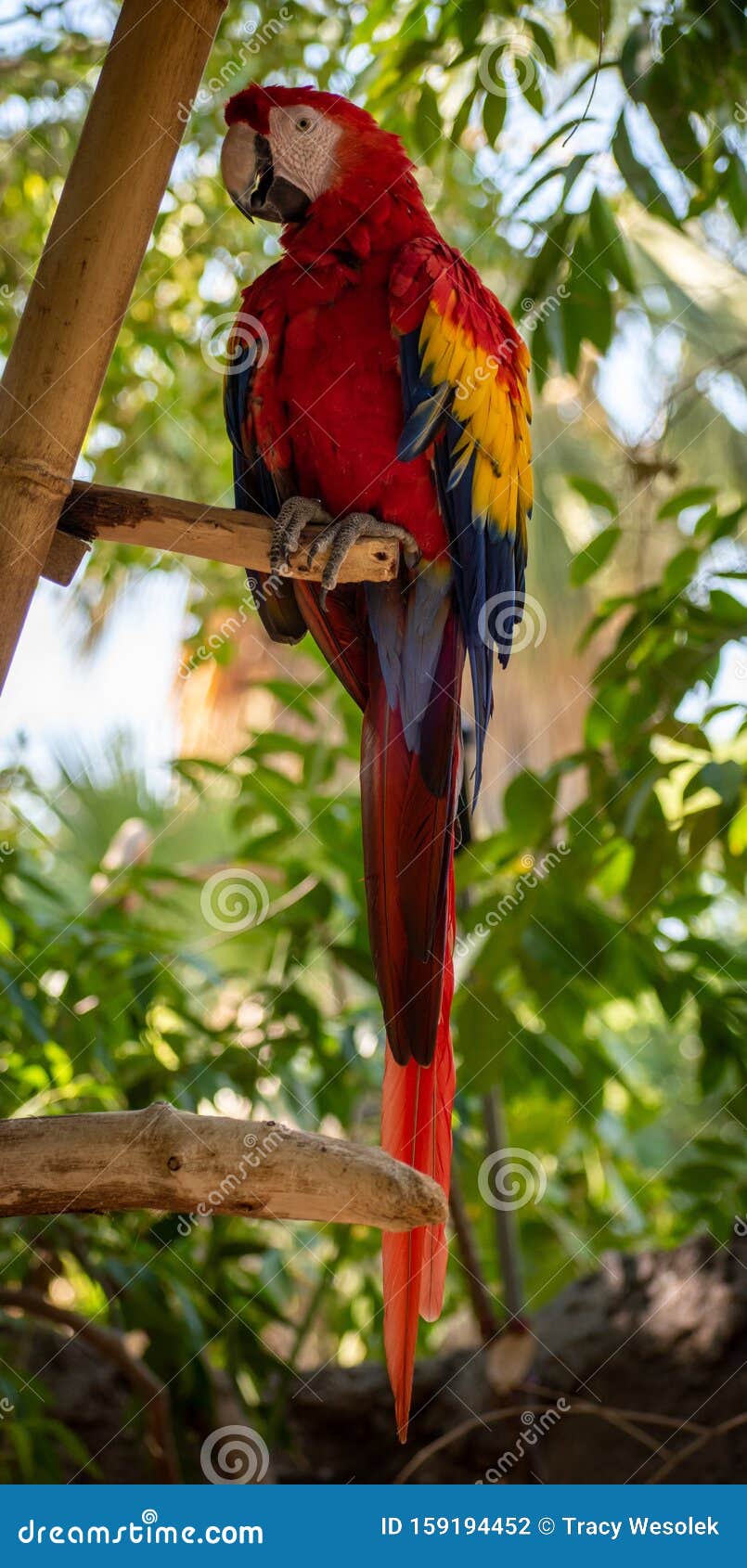 Colorful Macaw Sitting on a Perch Stock Photo - Image of tropical, wing ...