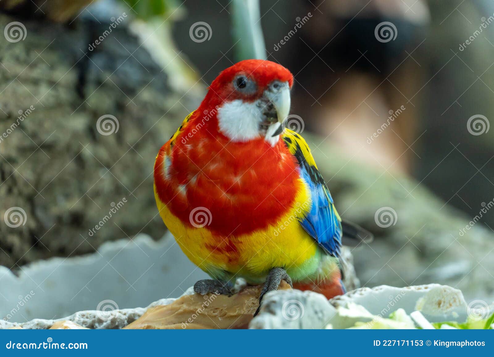 A Bright Red and Yellow Eastern Rosella Platycercus Eximius Parrot ...