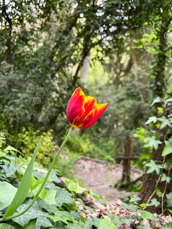 Amazing Bright Red and Yellow Tulip on a Path. Parco Sigurtà, Valeggio ...