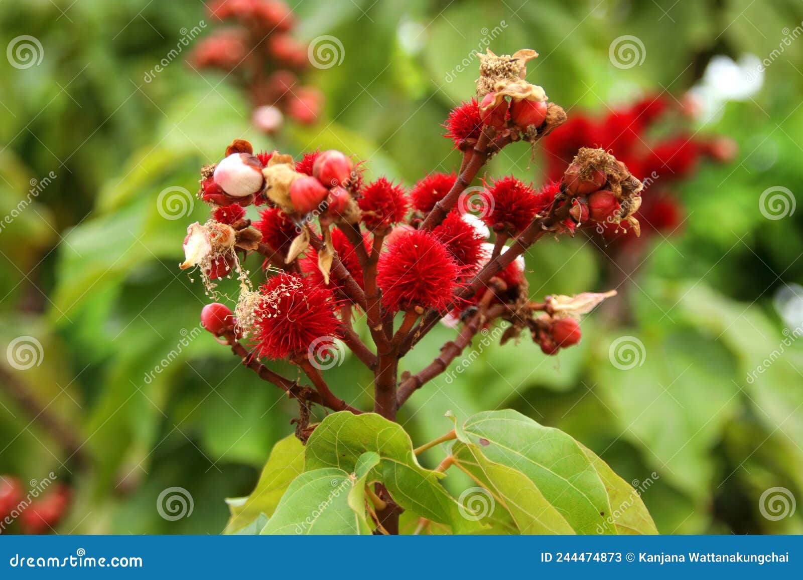 Achiote Tree, Bixa Orellana, Or Anatto Tree Full With The Bright Red ...
