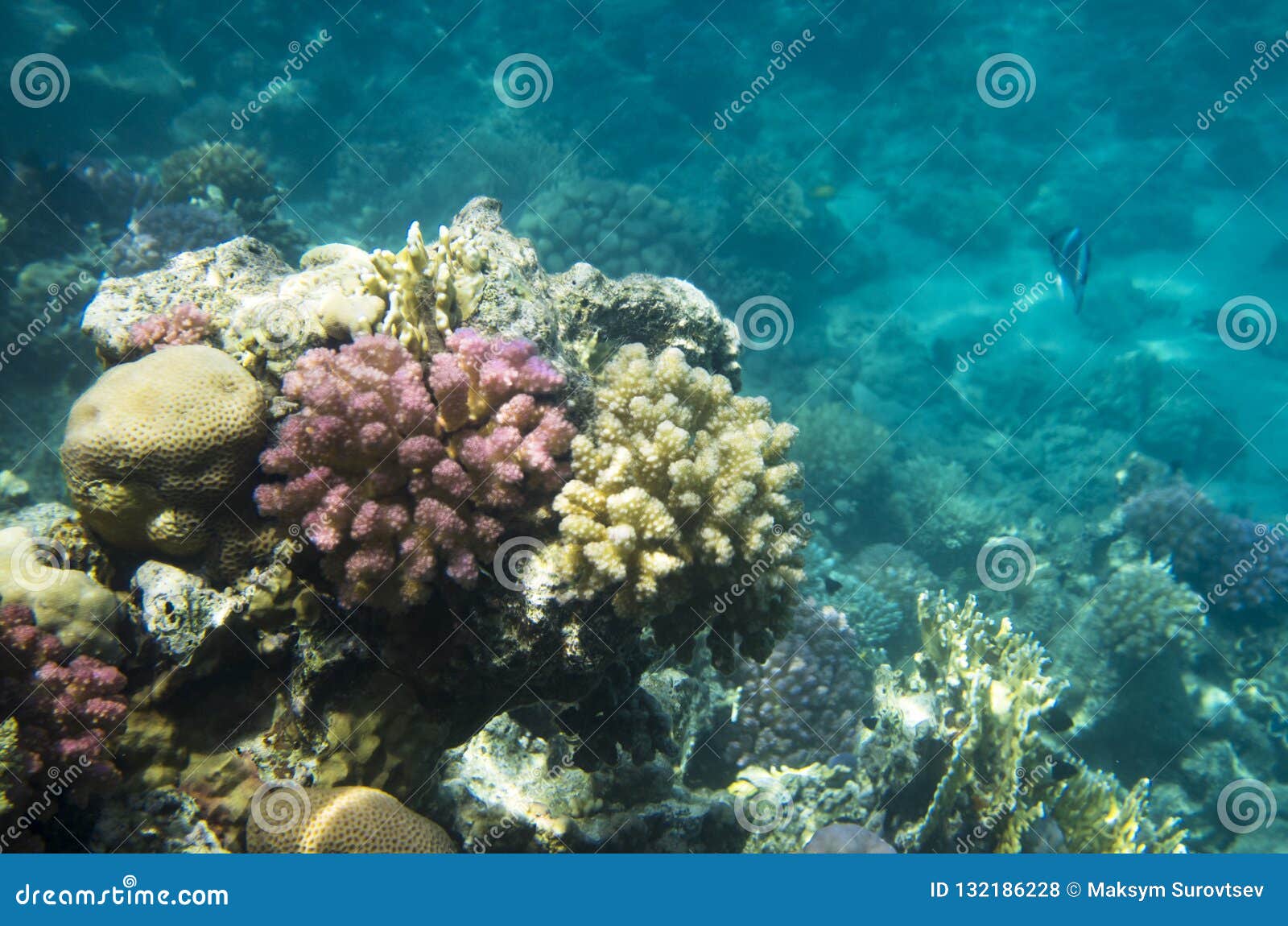 Bright reef corals stock photo. Image of diver, colony - 132186228