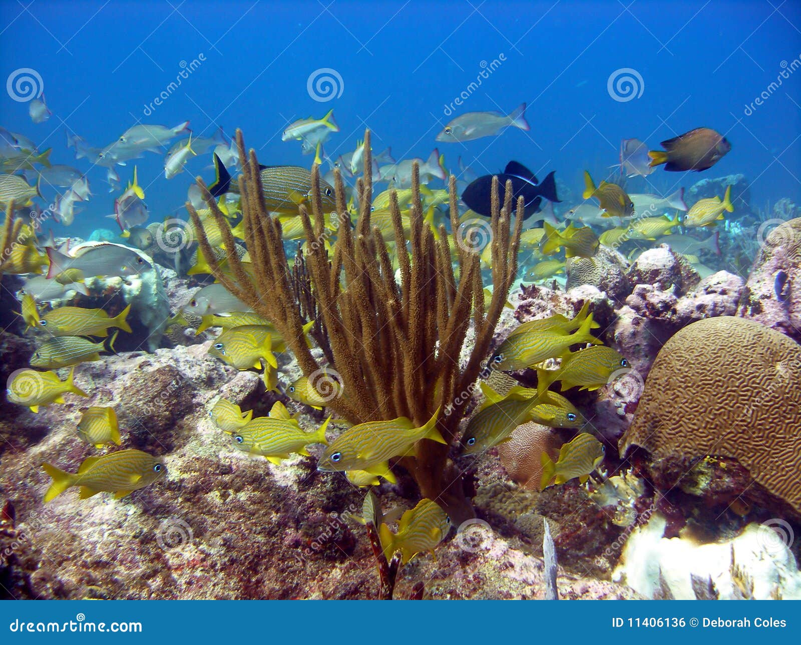 Bright reef scene stock photo. Image of scuba, marine - 11406136
