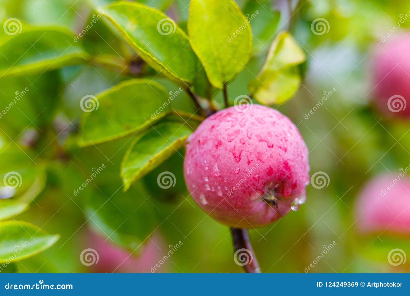 Bright Ripe Apple Covered in Raindrops Macro Stock Image - Image of ...