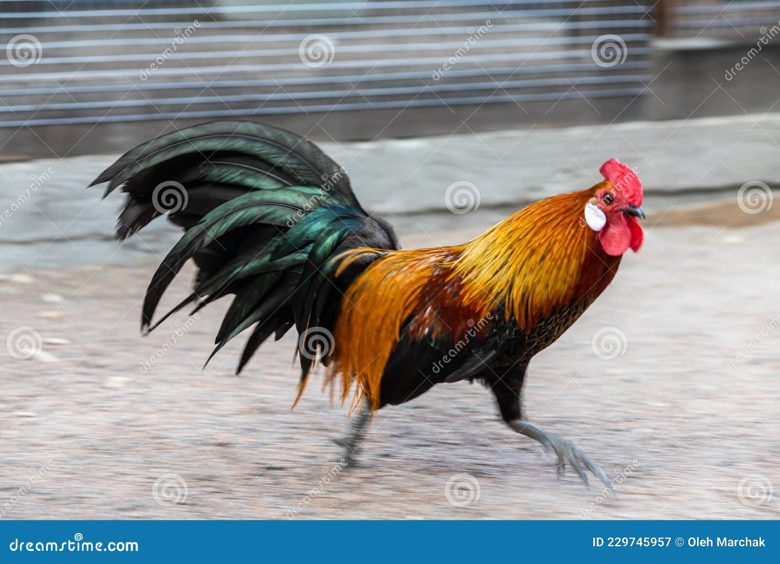 A Bright Rooster with a Red Comb and a Bare Red Neck Stands Against a ...