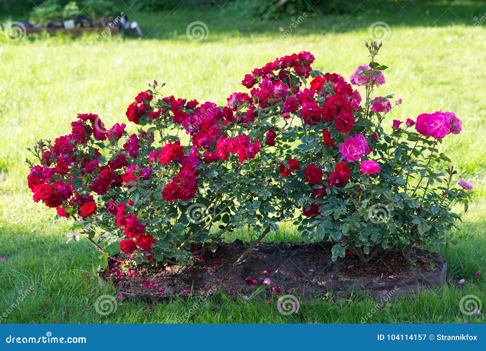 Bright Rose Bush in a Garden Stock Image - Image of fresh, nature ...