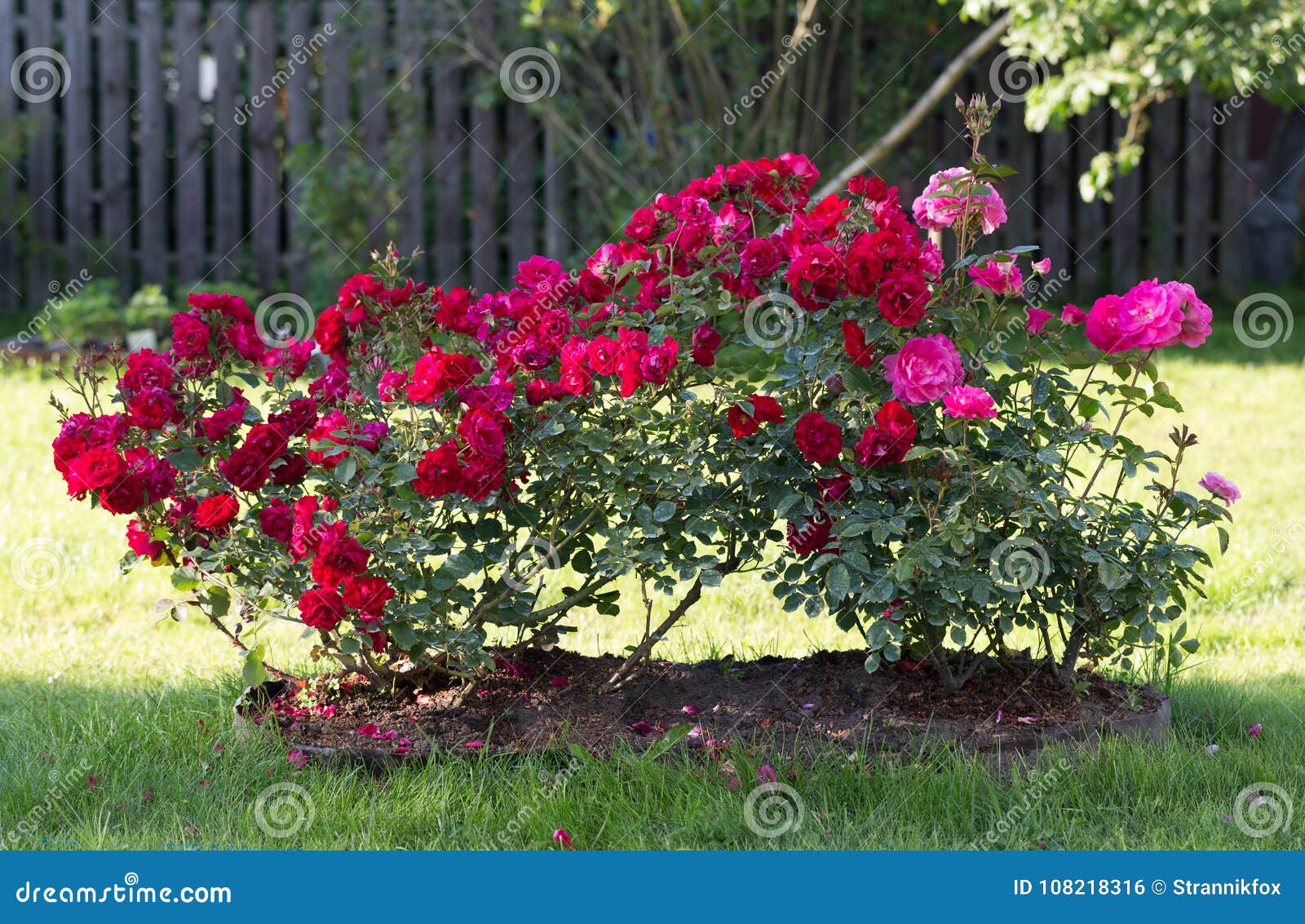 Bright Rose Bush in a Garden Stock Photo - Image of nature, fresh ...