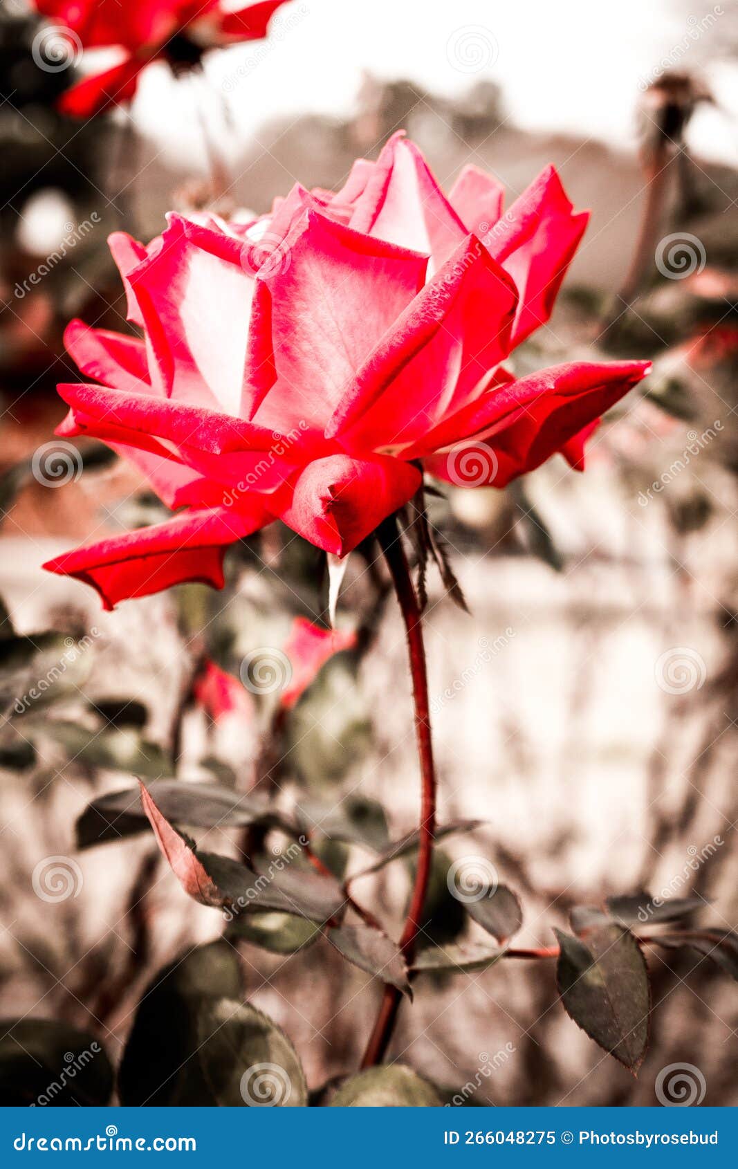 Bright rose in the center stock image. Image of leaf - 266048275