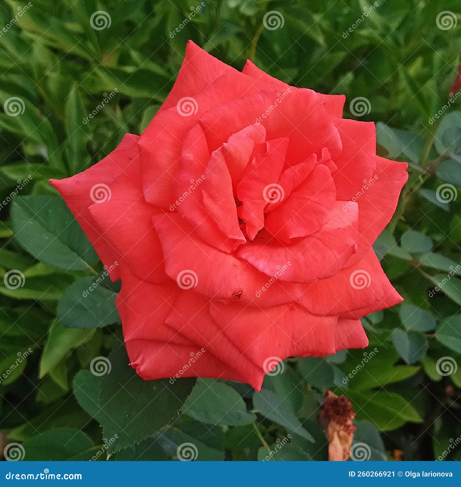 A Bright Rose Grows in the Grass. Stock Image - Image of rose, flower ...