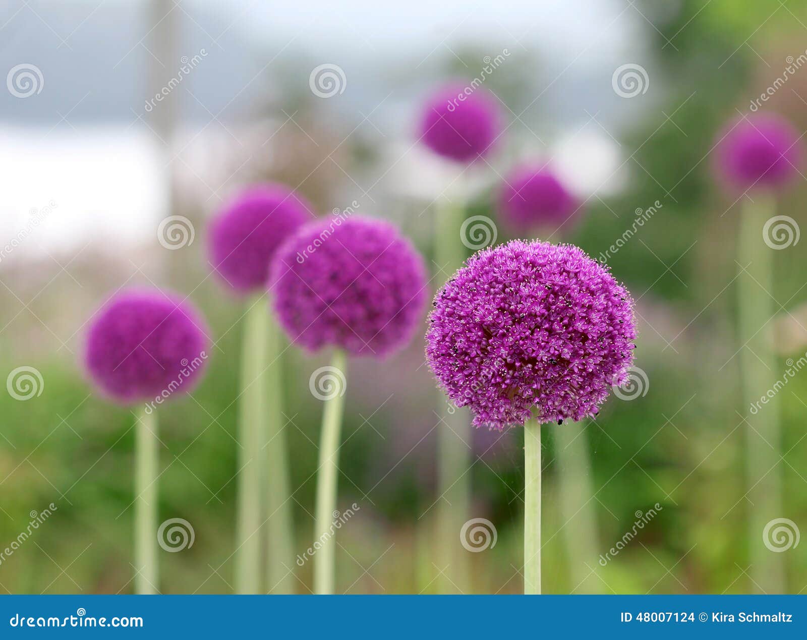 The Bright Round Alium Flower Macro Shot Stock Photo - Image of alium ...
