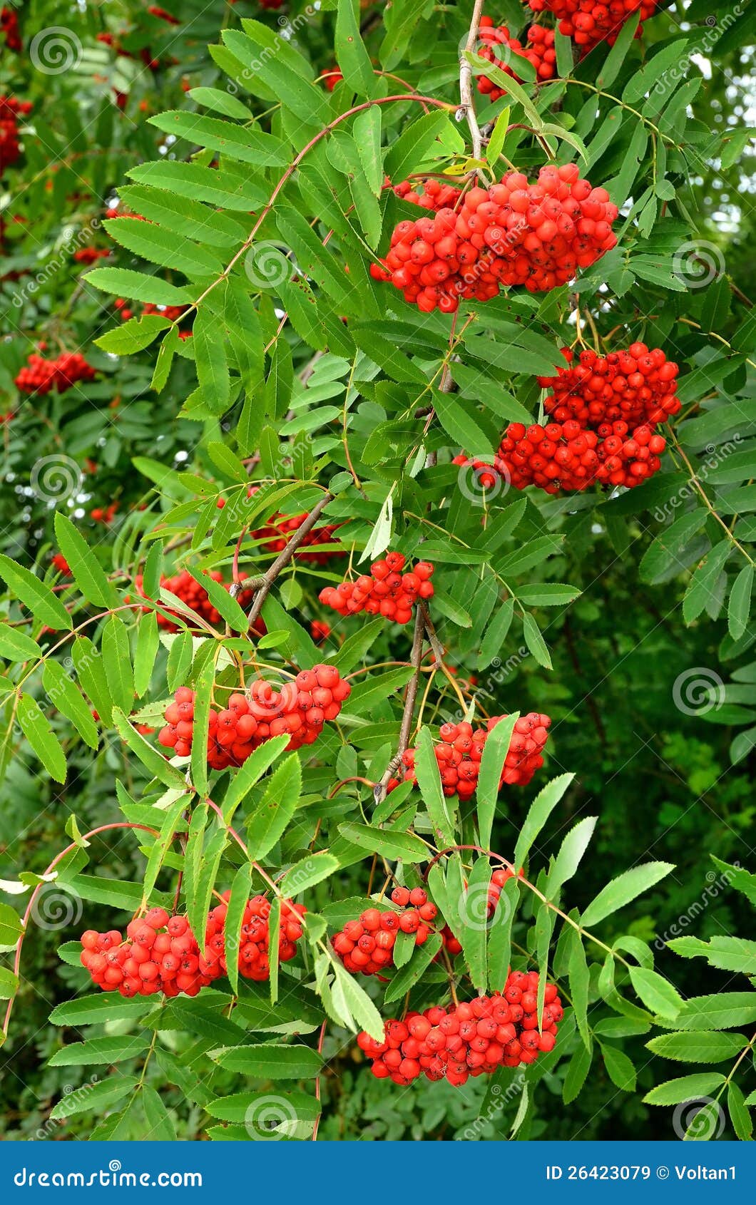 Bright rowan berries stock image. Image of orange, rowanberries - 26423079