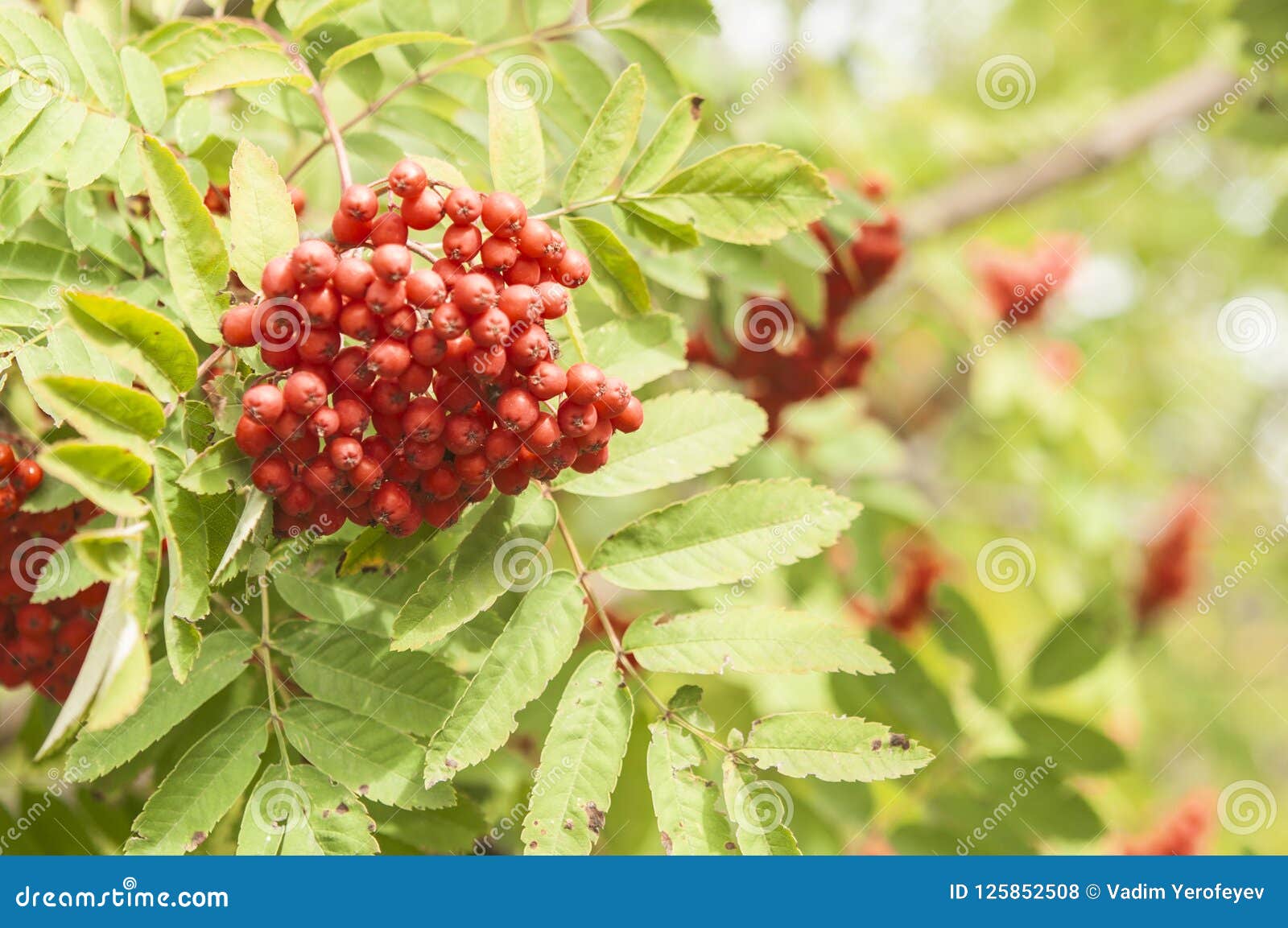 Bright Rowan Berries with Leafs Stock Photo - Image of branch, green ...