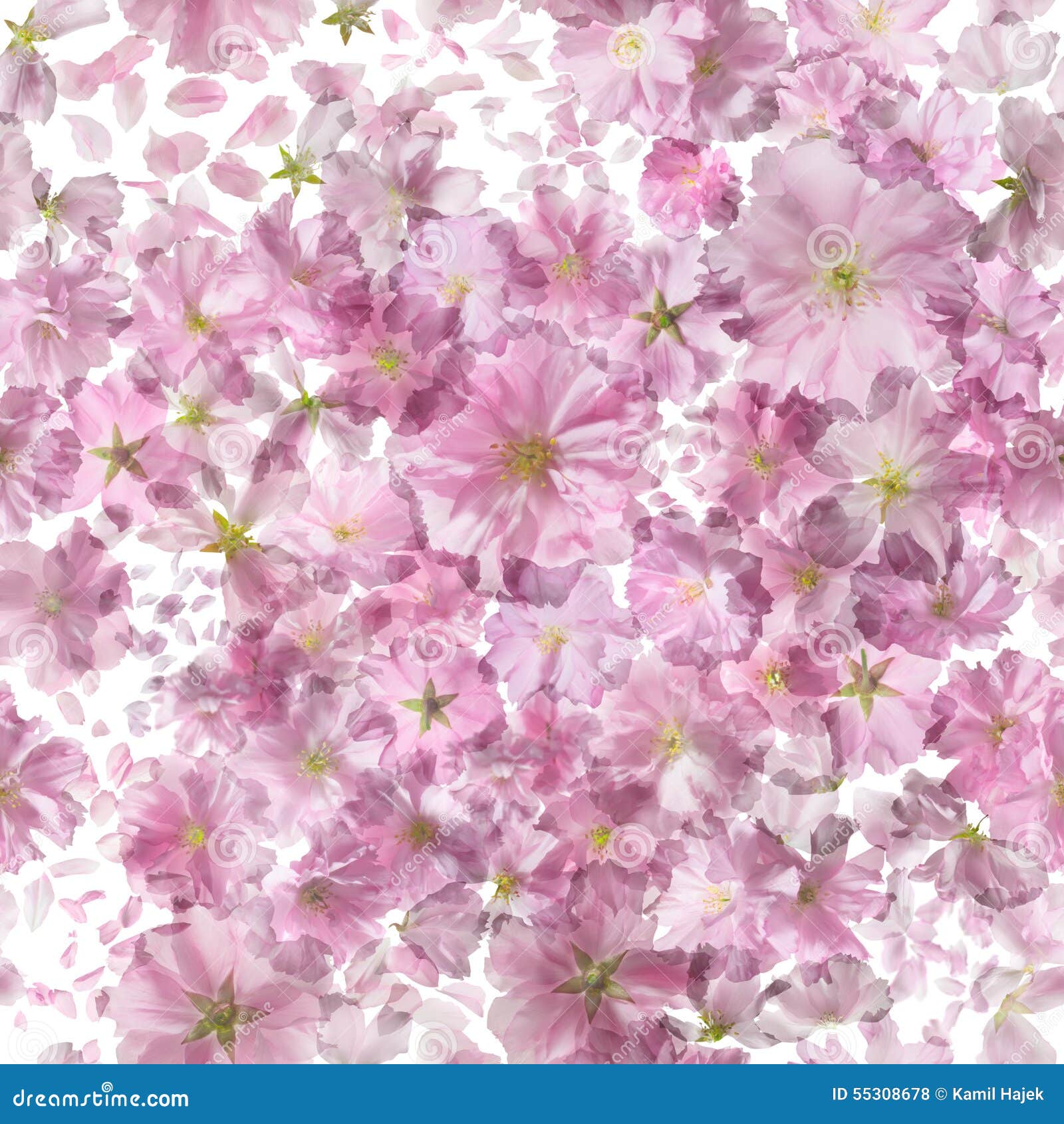Bright Sakura Pattern stock photo. Image of lying, nature - 55308678