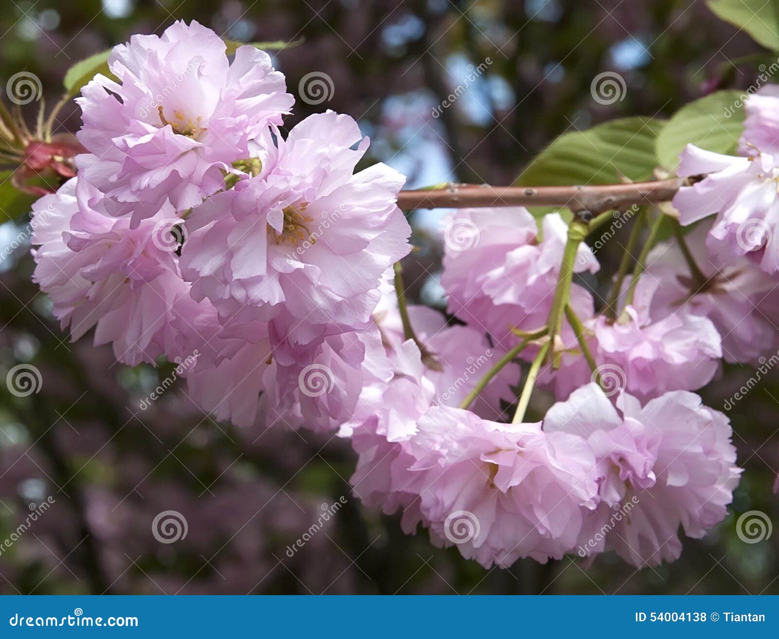 Bright sakura stock photo. Image of landscape, colorful - 54004138