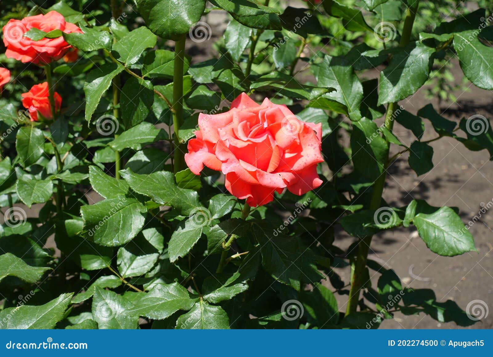Bright Salmon Pink Flowers of Rose Stock Photo - Image of bright ...