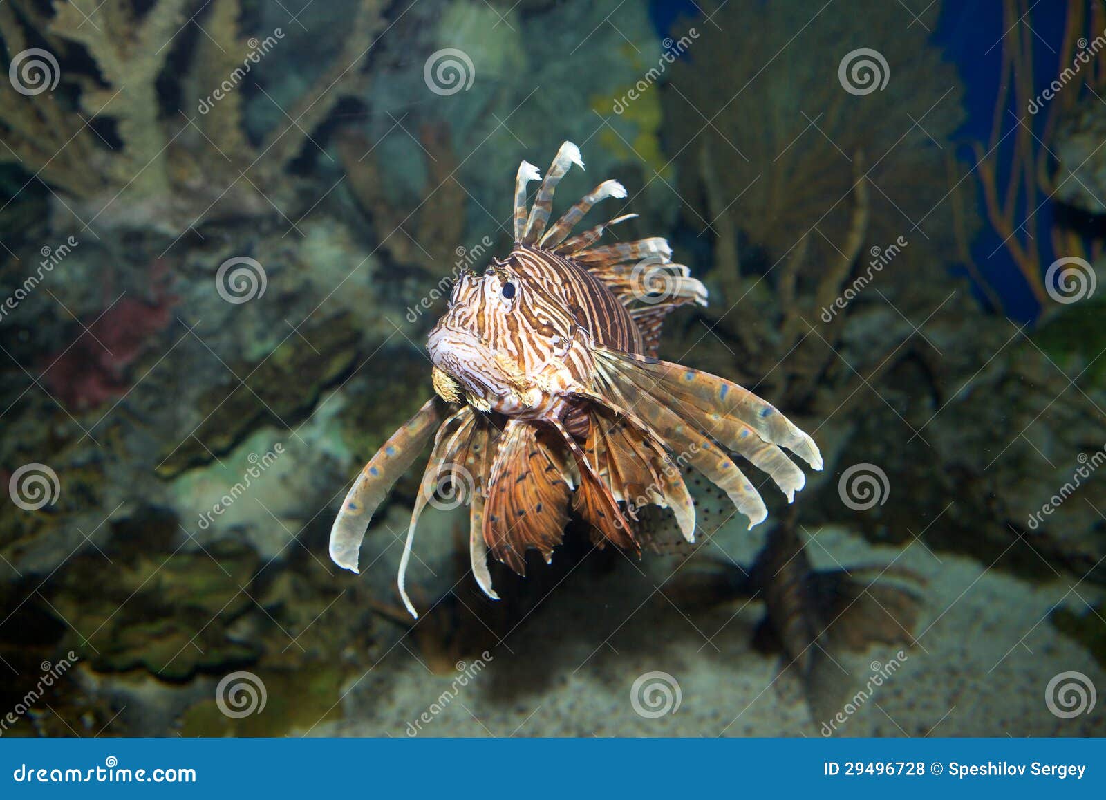 Bright scorpions fish stock photo. Image of poisonous - 29496728