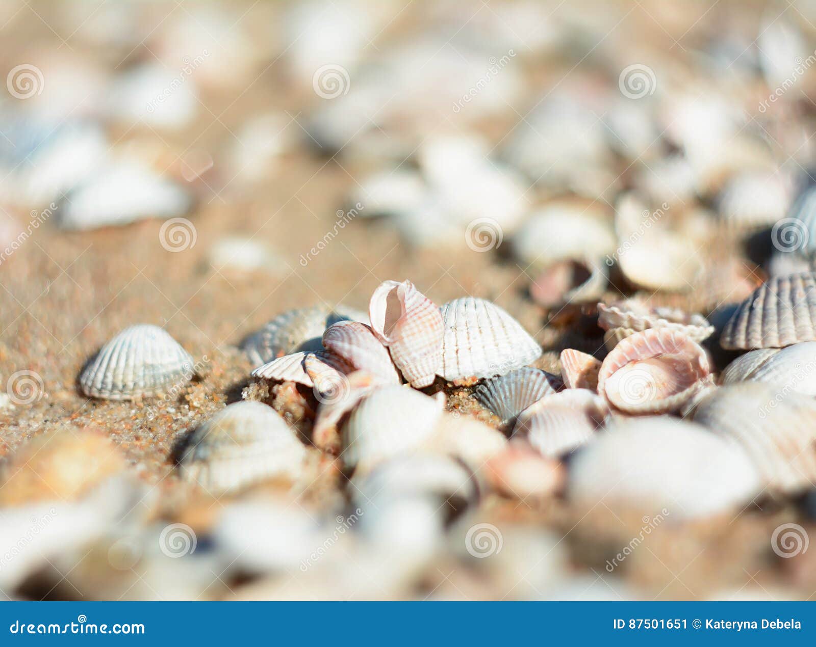 Bright Seashells on the Seashore. Beautiful Seashells on the Beach ...