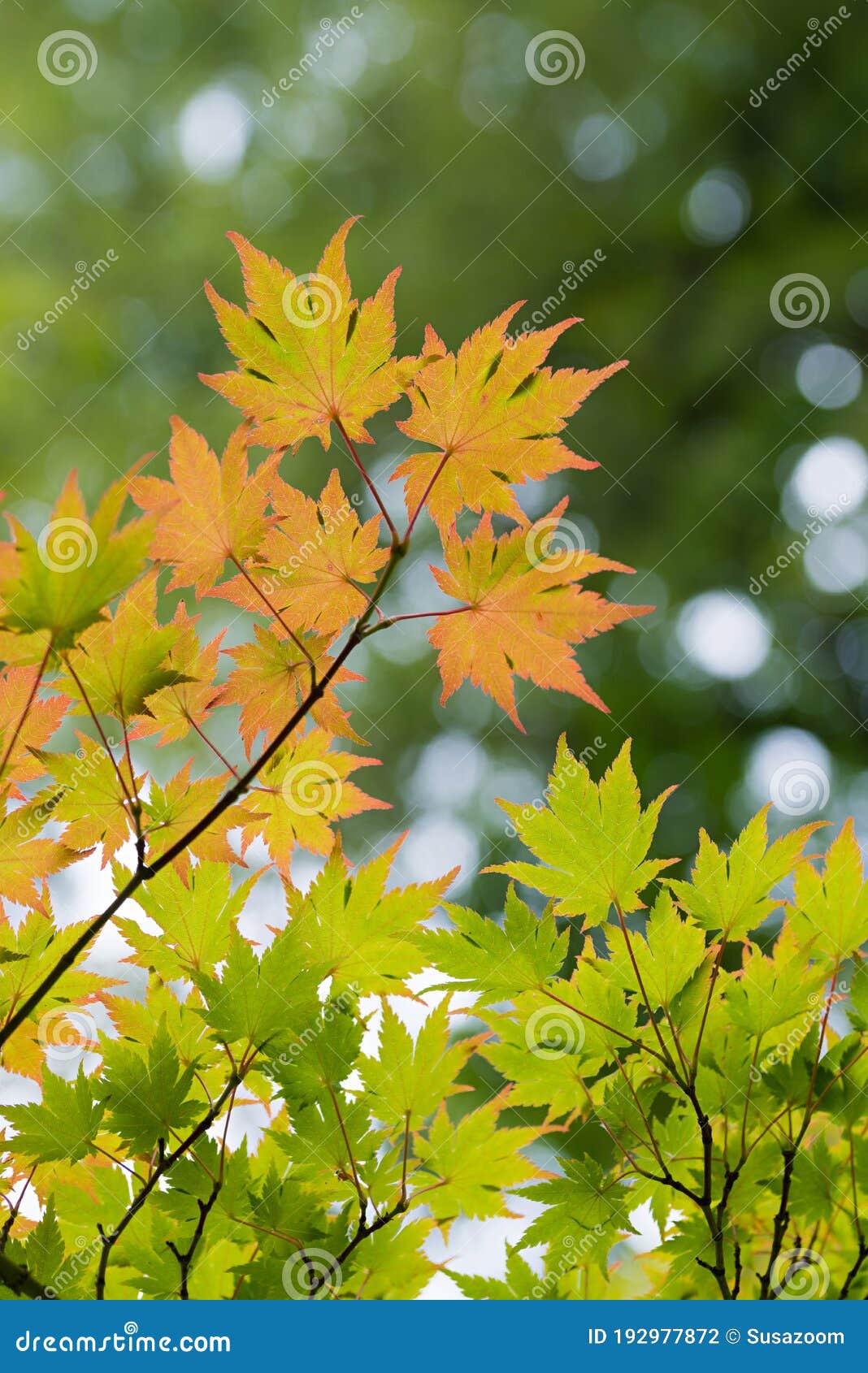 Bright Shiny Autumnal Maple Leaves, Blurry Background with Flares Stock ...