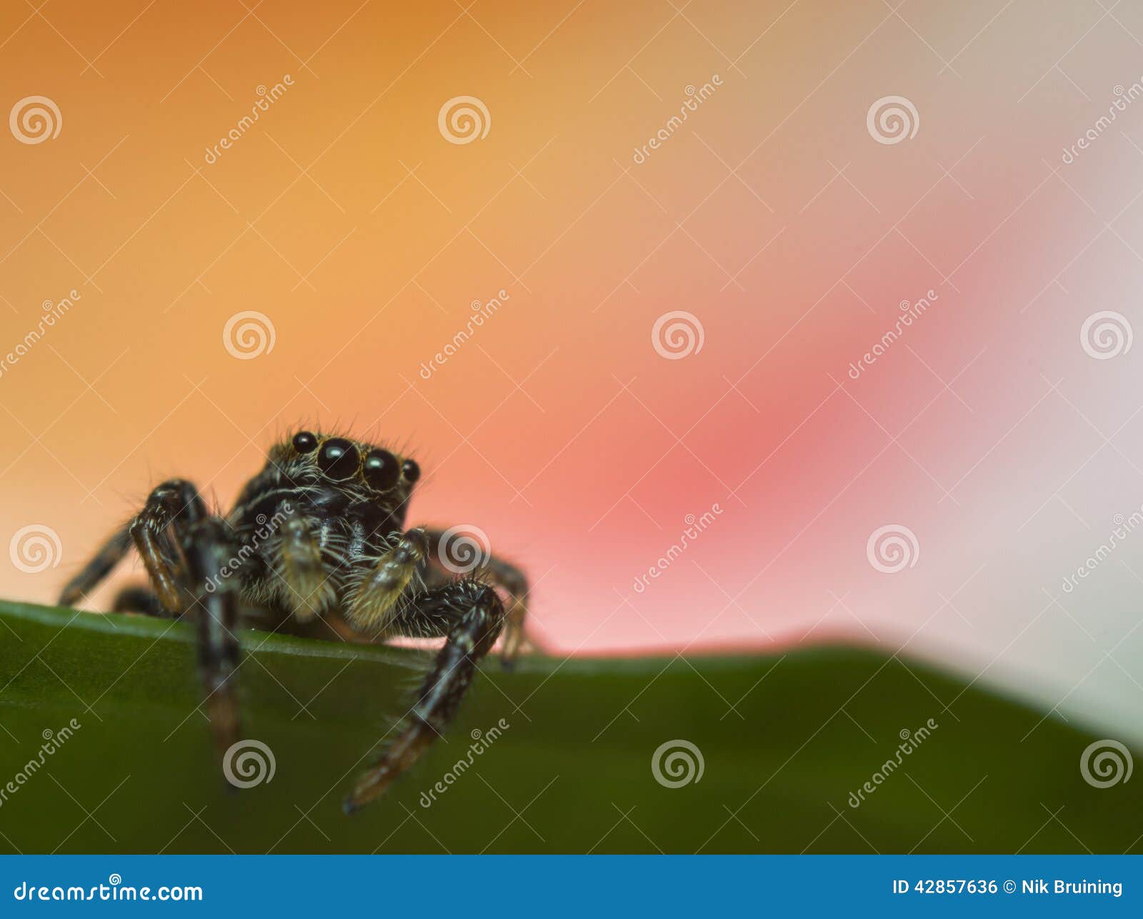 Bright and shiny stock photo. Image of colorful, funny - 42857636