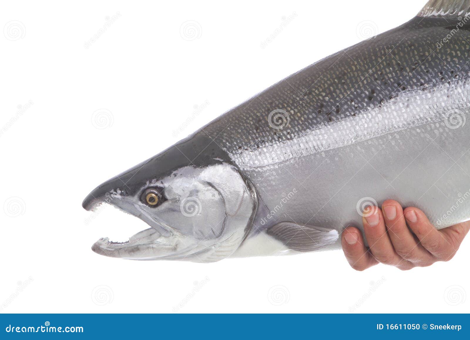 Bright Silver Coho Salmon Isolated on White Stock Photo - Image of ...