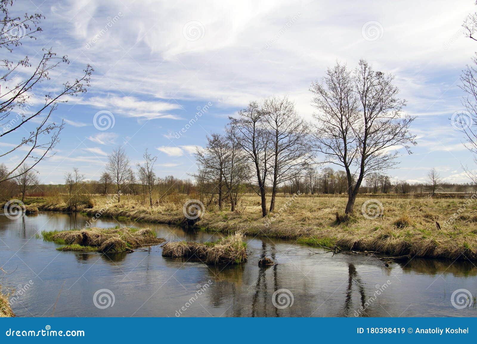 Bright Sky In April. Trees And Shrubs And First Leaves. Sunlight And ...