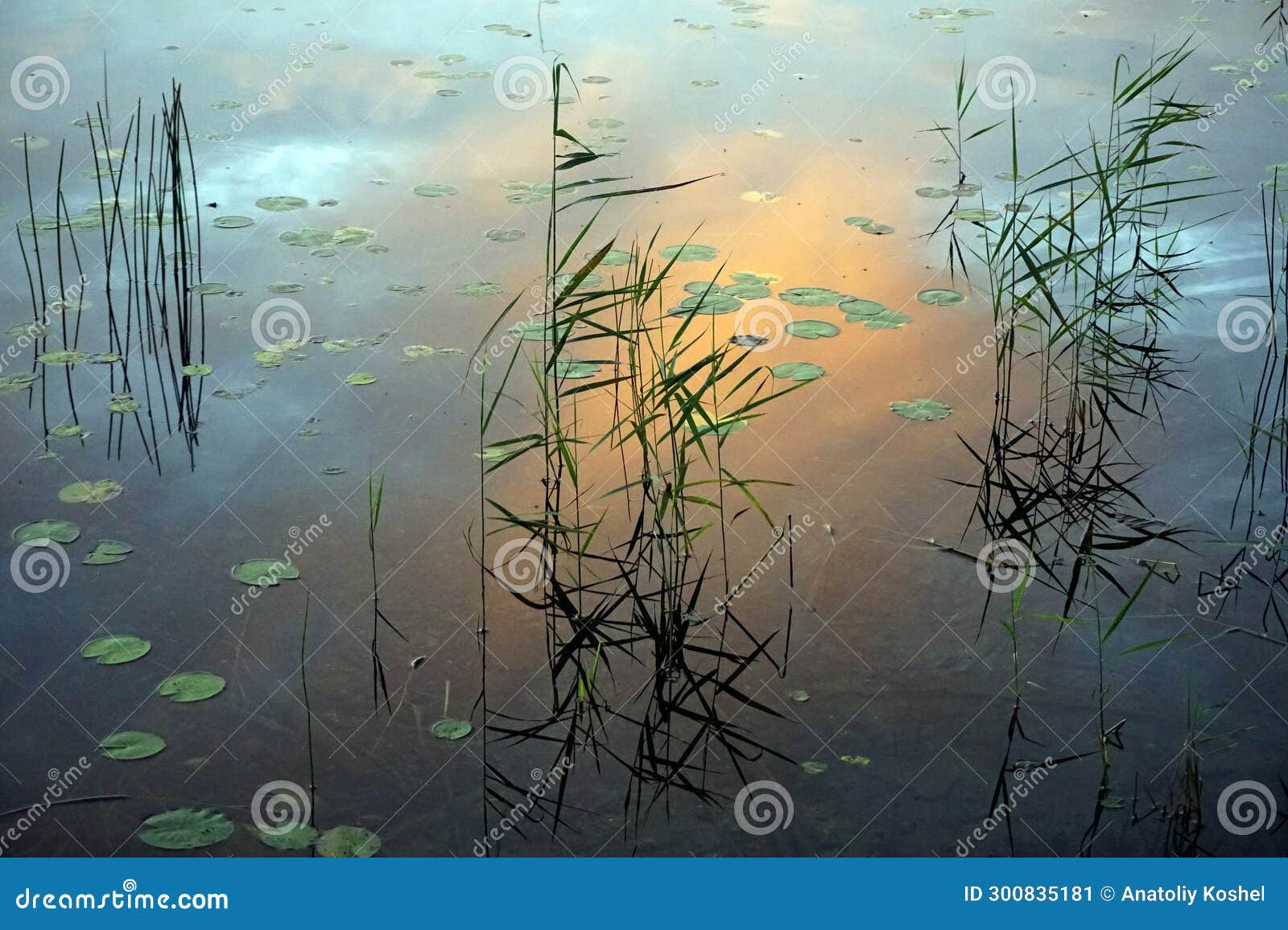 Bright Sky Clouds and Reflection in the Water in the Evening at Sunset ...