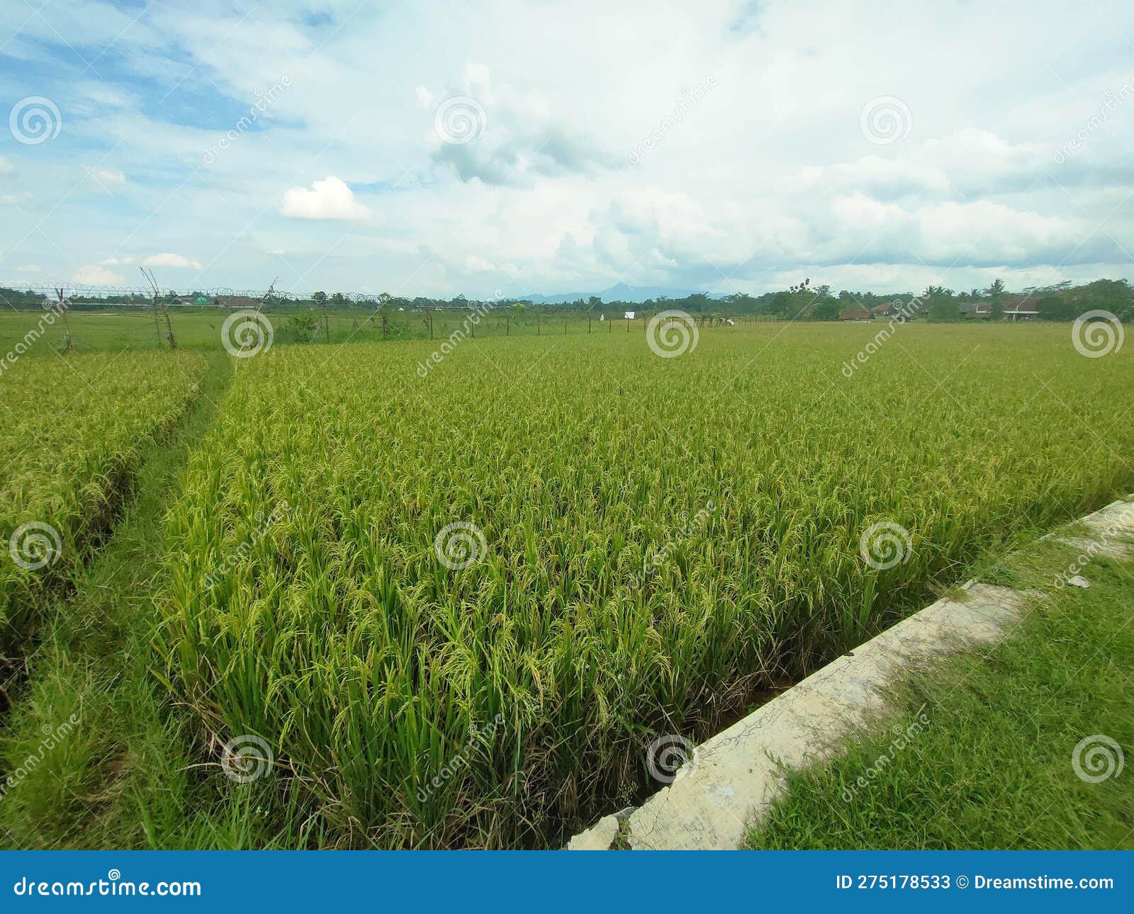 The Bright Sky and the Green Paddy Field Stock Image - Image of field ...