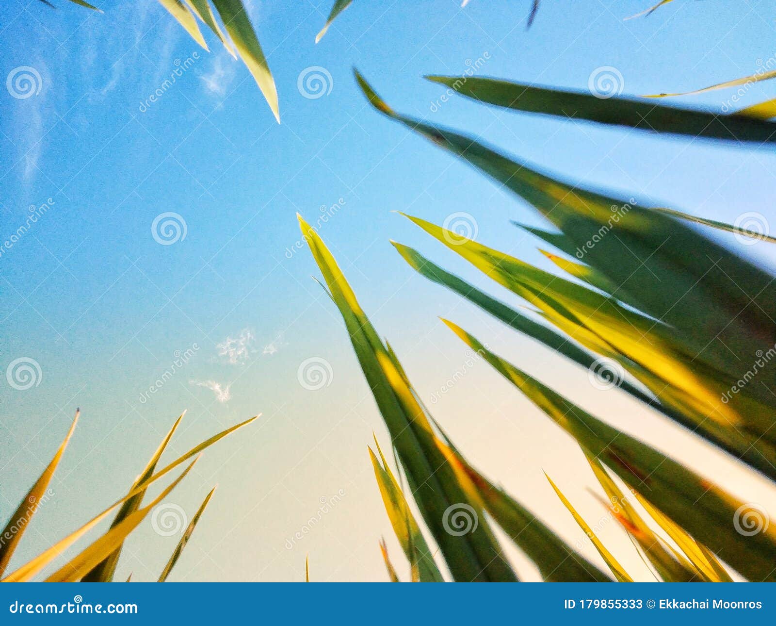 Bright sky in a nice day stock image. Image of twig - 179855333