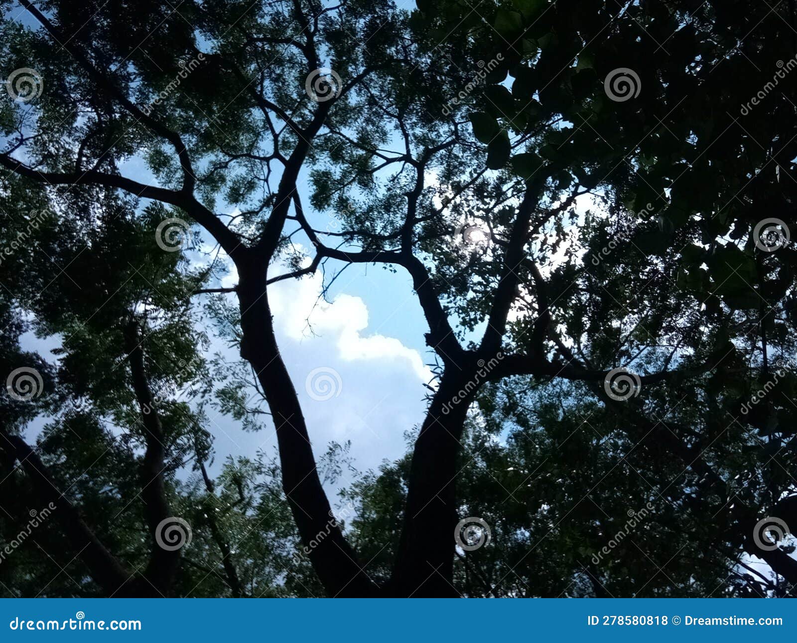 Bright sky stock photo. Image of obscured, jungle, shady - 278580818